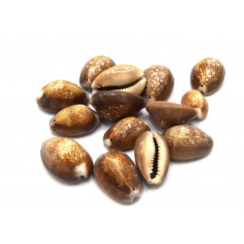Gros cauris coquillage naturel marron percé x10 » CreatistShop