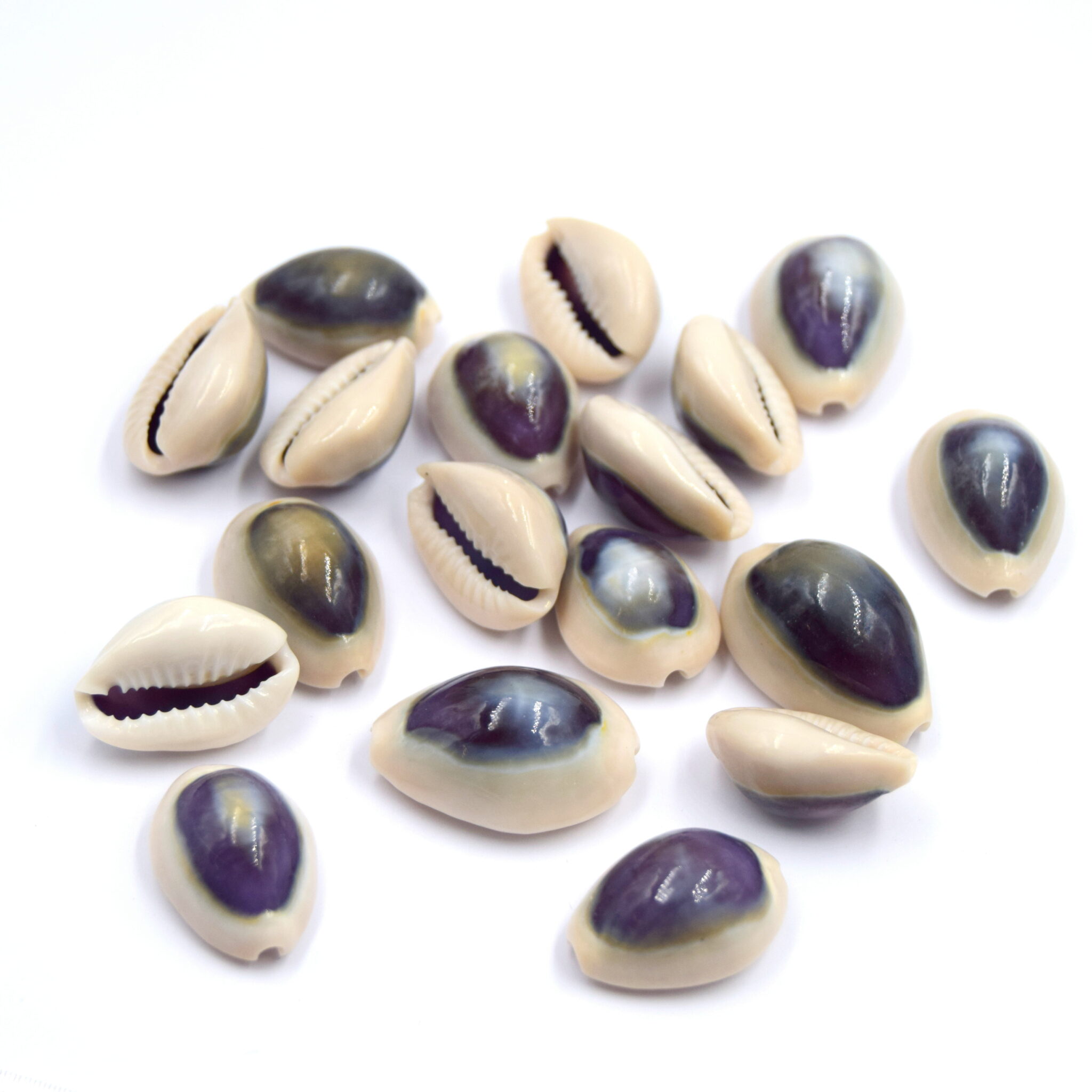 Coquillages Naturels Cauris Violets non percées X10 » CreatistShop