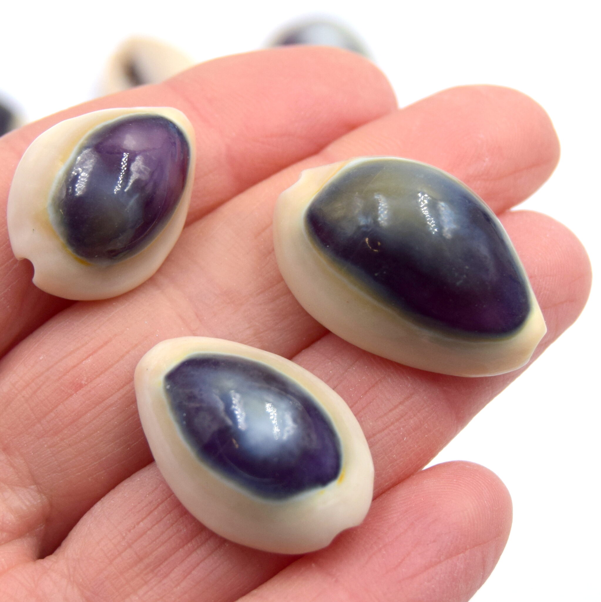 Coquillages Naturels Cauris Violets non percées X10 » CreatistShop