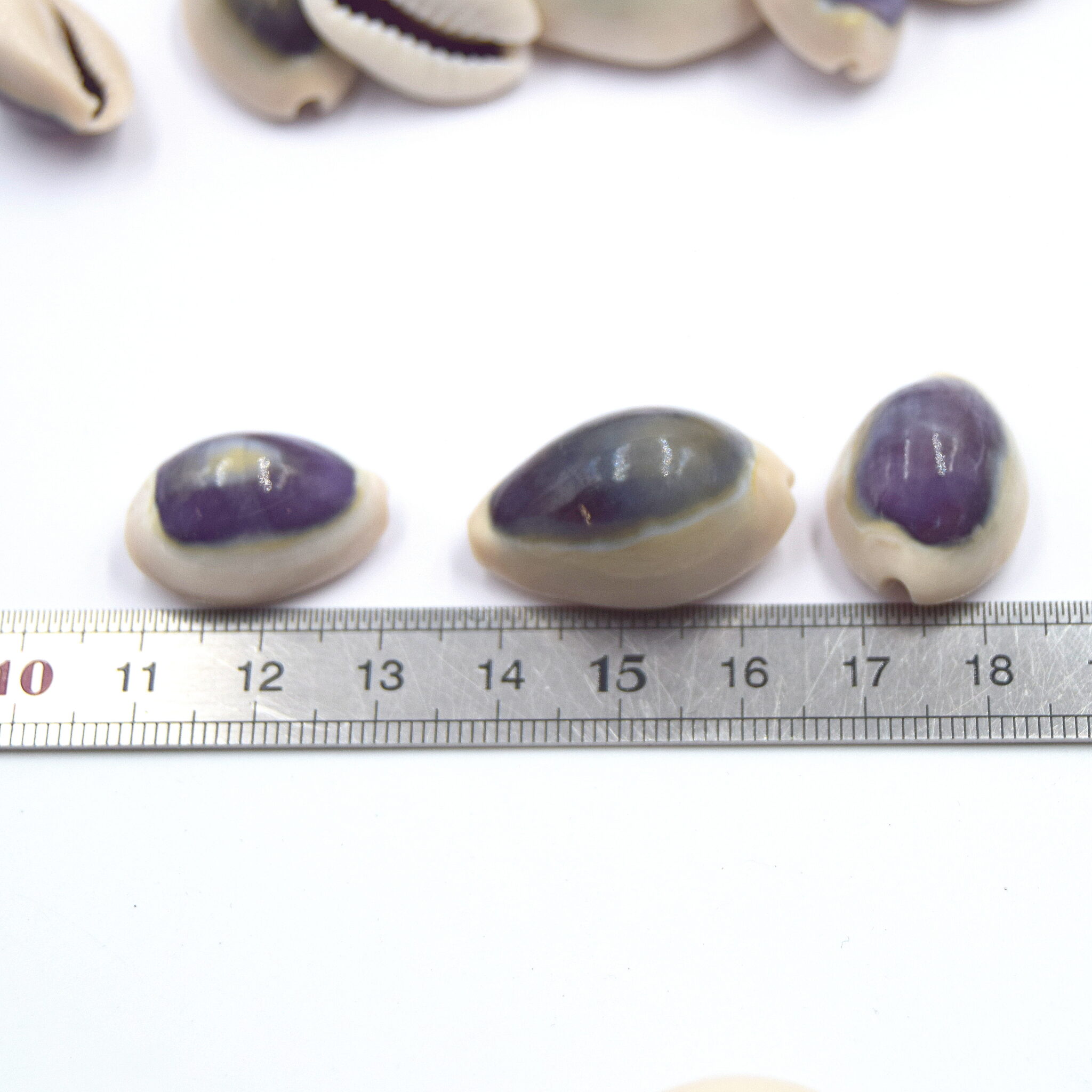 Coquillages Naturels Cauris Violets non percées X10 » CreatistShop