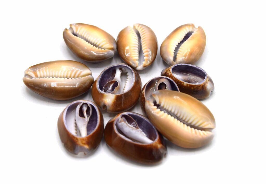 Gros cauris naturel dos ouvert couleur marron » CreatistShop