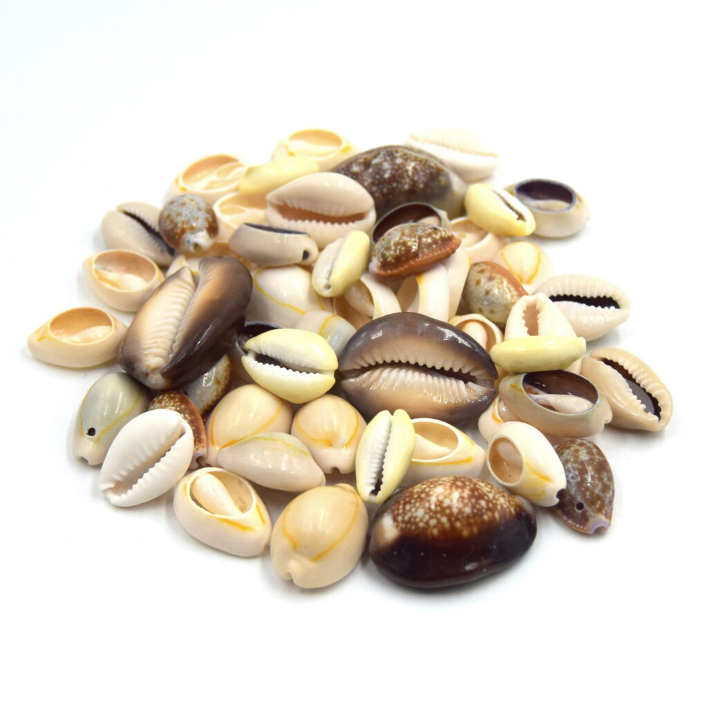 Cauri mâle ou femelle : comment les reconnaître ? » CreatistShop