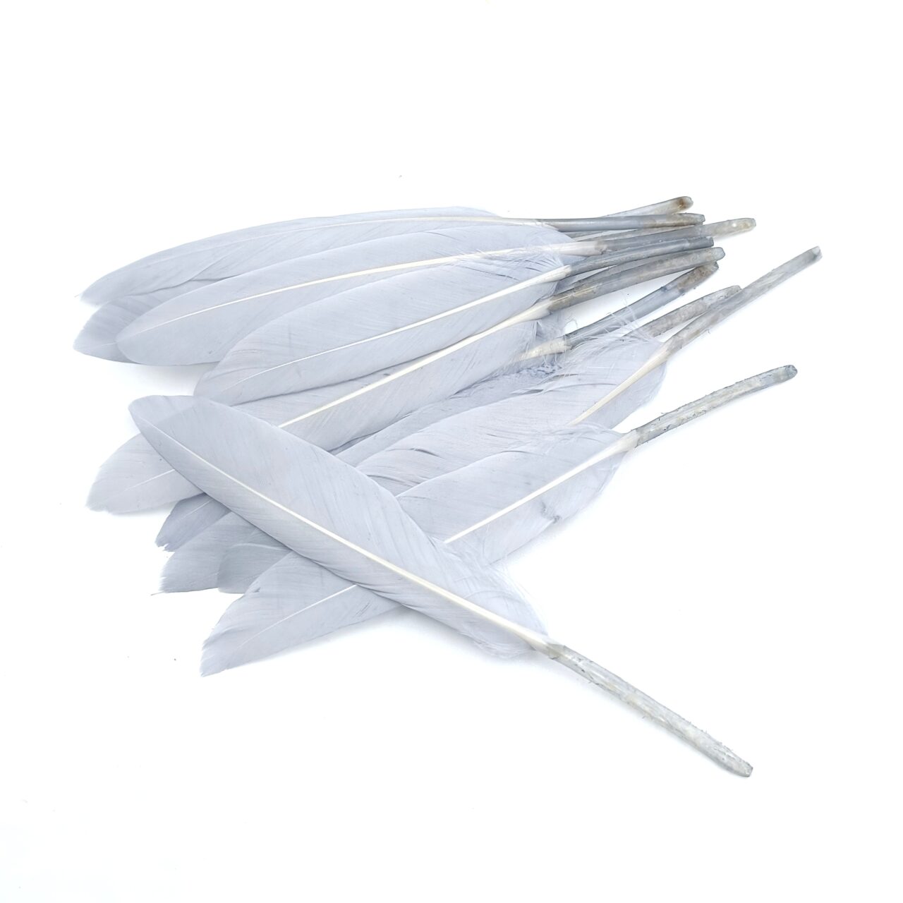 Plumes d'oie naturelles grises x20 » CreatistShop